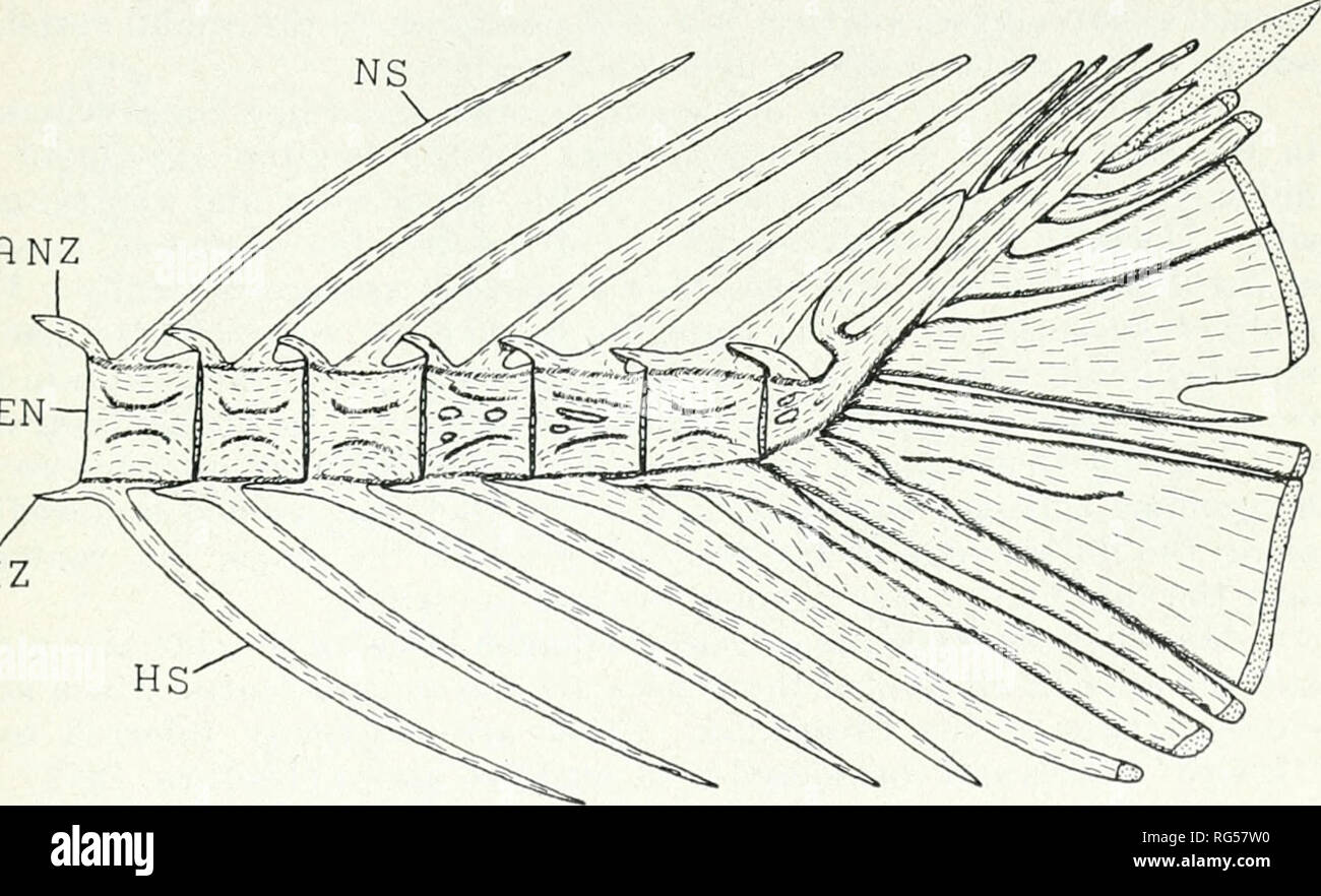 Vertebral column fish hi-res stock photography and images - Alamy