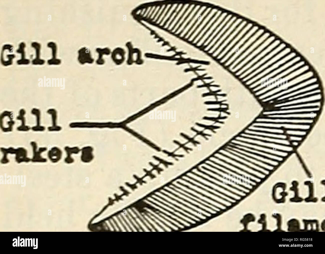 Fish gill diagram hi-res stock photography and images - Alamy