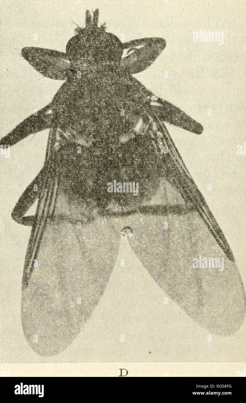 Louse infestations hi-res stock photography and images - Alamy