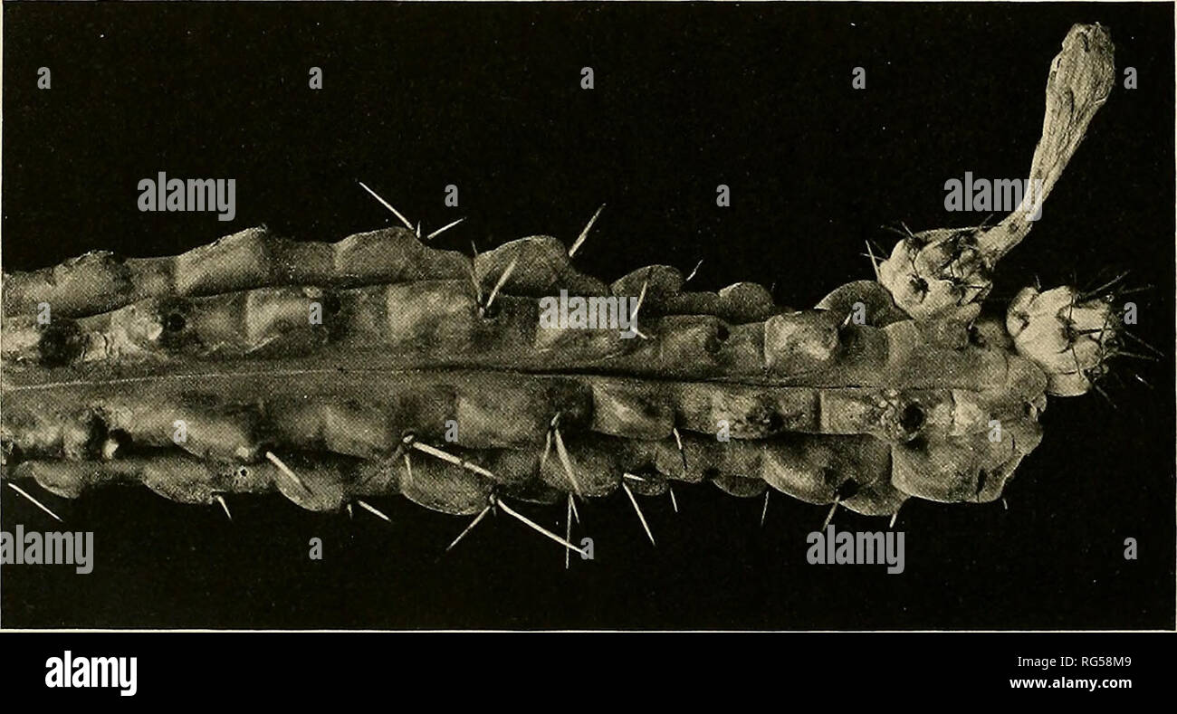 . The Cactaceae : descriptions and illustrations of plants of the ...