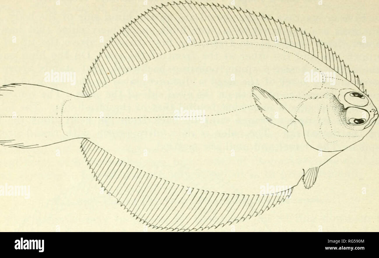 Gamf hi-res stock photography and images - Alamy