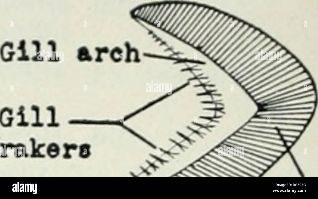 Split upper lip hi-res stock photography and images - Alamy