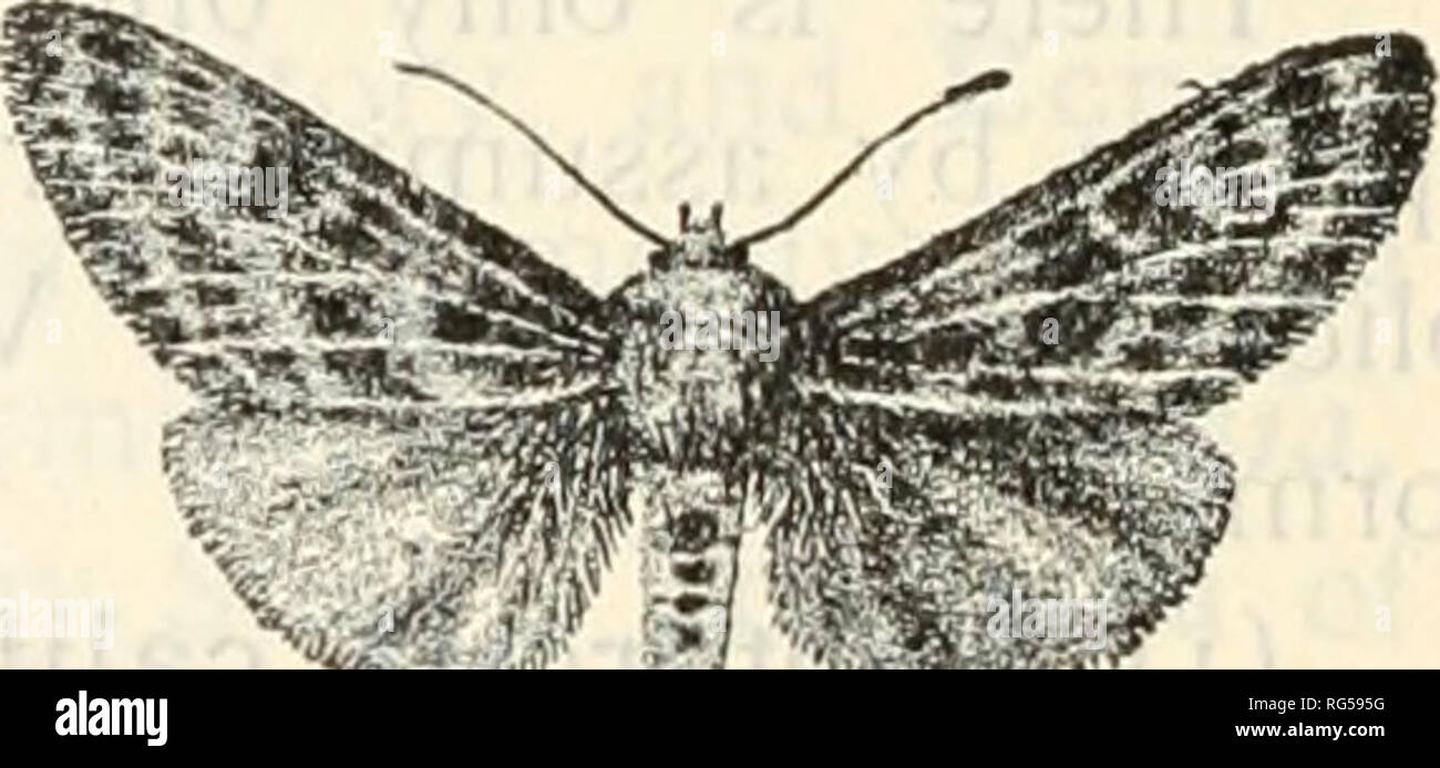 . The butterfly book; a popular guide to a knowledge of the butterflies ...