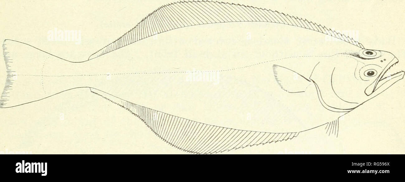 Dorsal side stands hi-res stock photography and images - Alamy