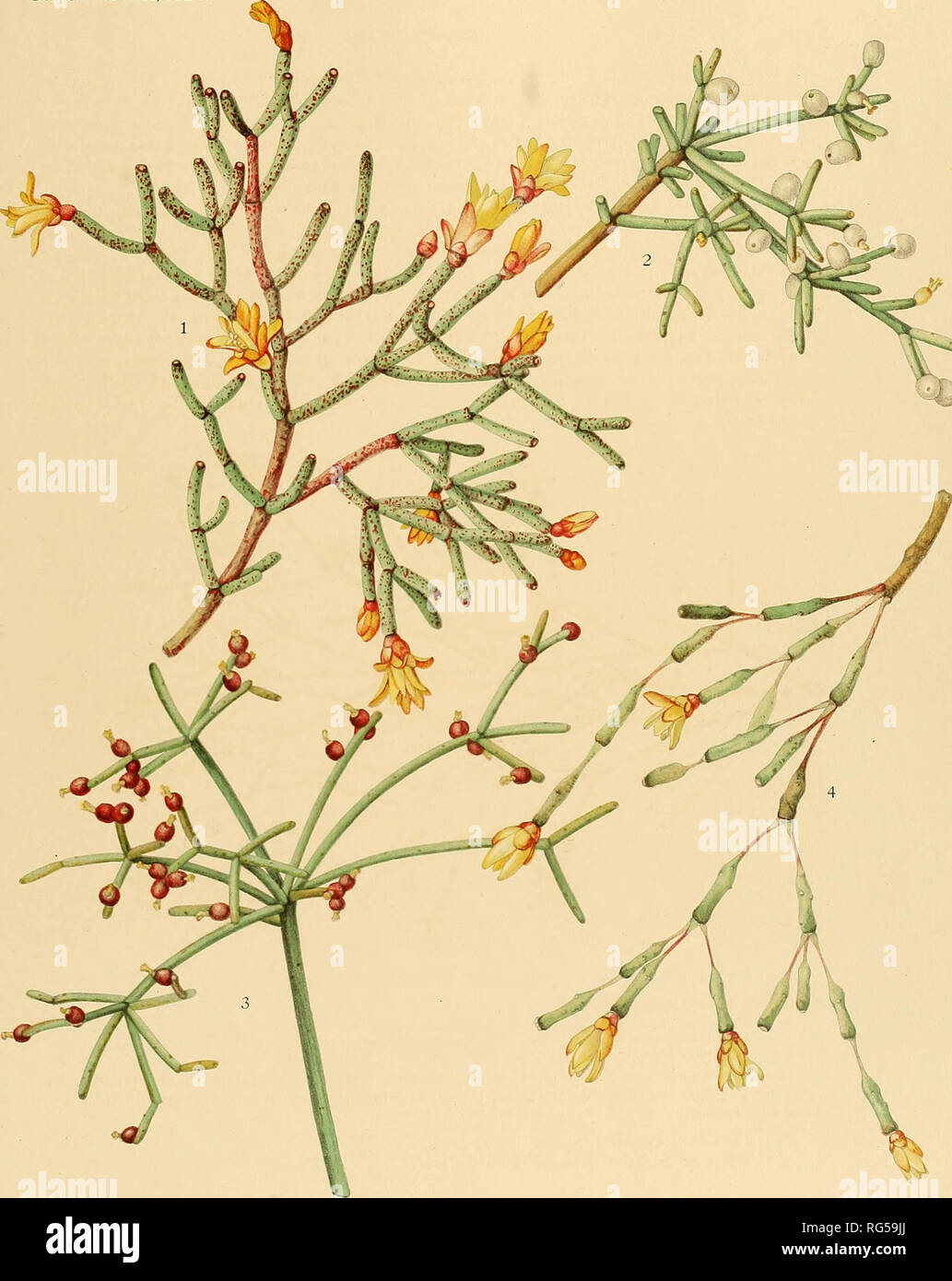 Joseph nelson rose britton hi-res stock photography and images - Alamy