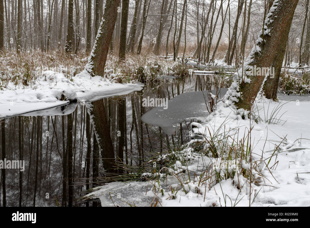 A stream covered in snow in the forest. A small flow of water flows in ...