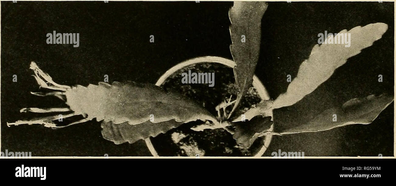 . The Cactaceae : descriptions and illustrations of plants of the ...