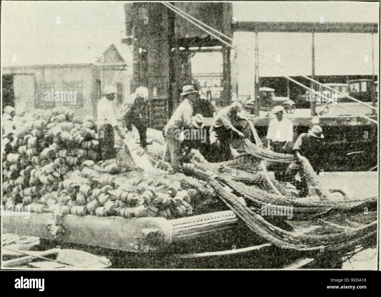 Used to catch small birds hi-res stock photography and images - Alamy