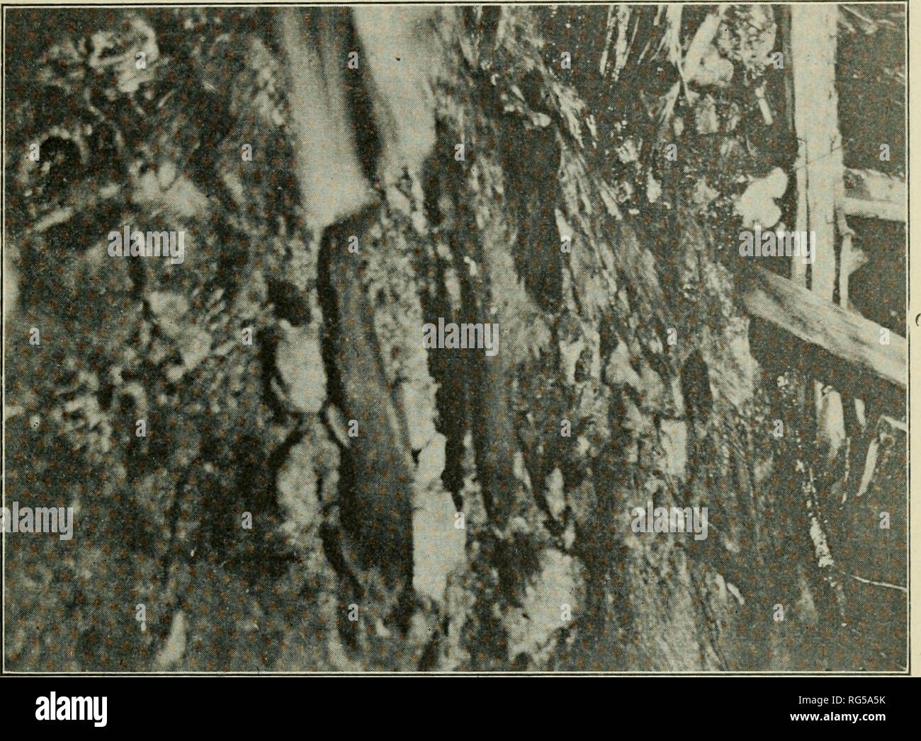 Remove barnacles hi-res stock photography and images - Alamy