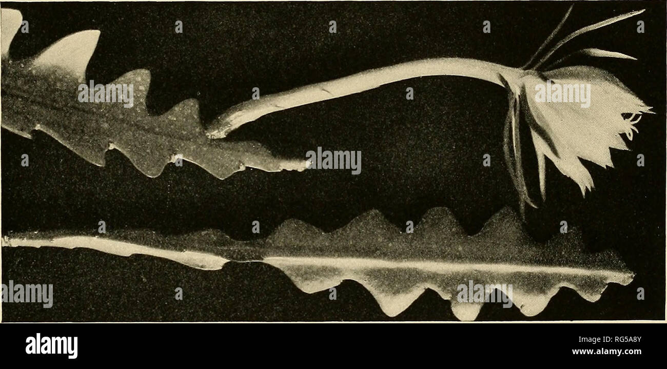 . The Cactaceae : descriptions and illustrations of plants of the ...