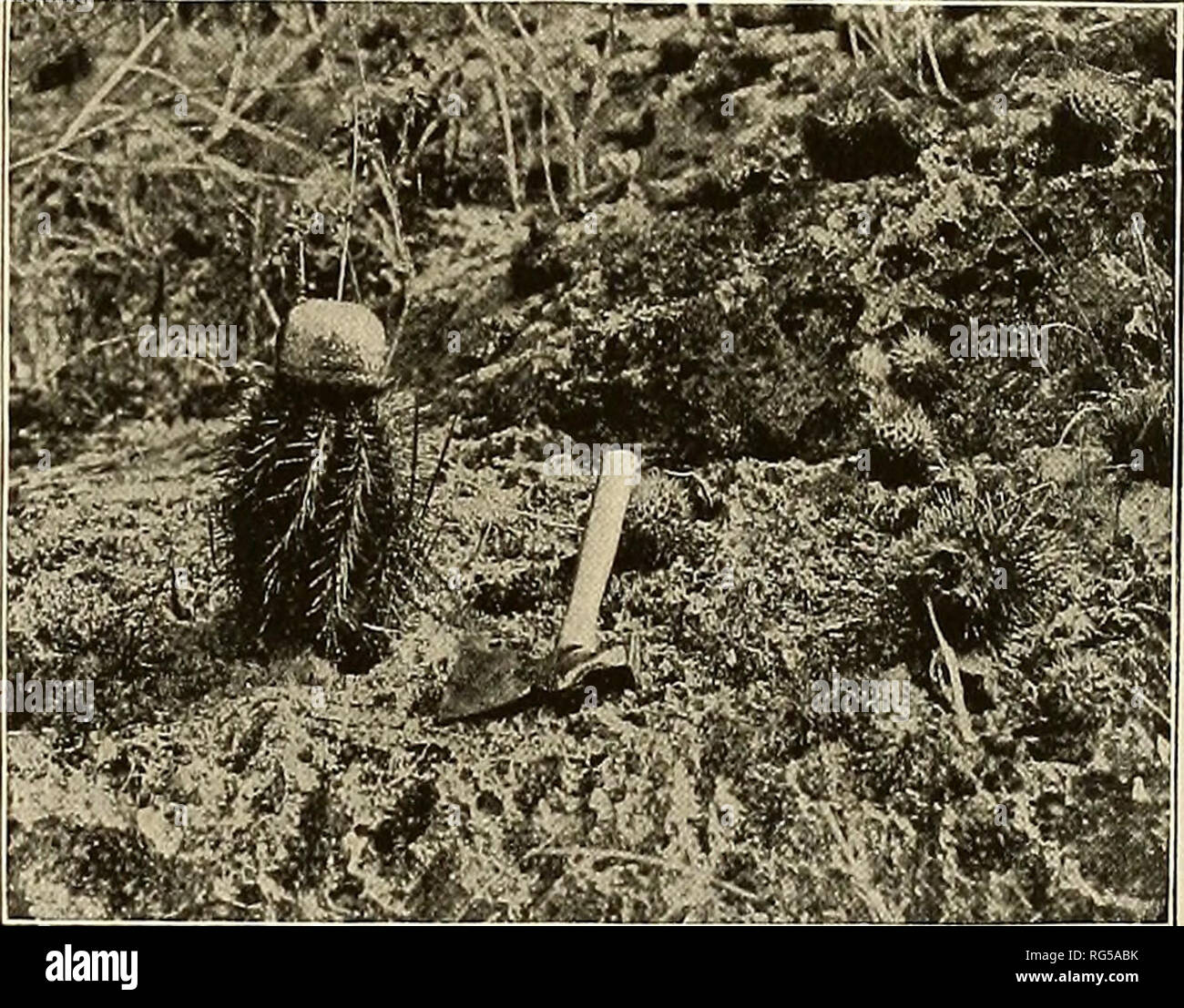 . The Cactaceae : descriptions and illustrations of plants of the ...