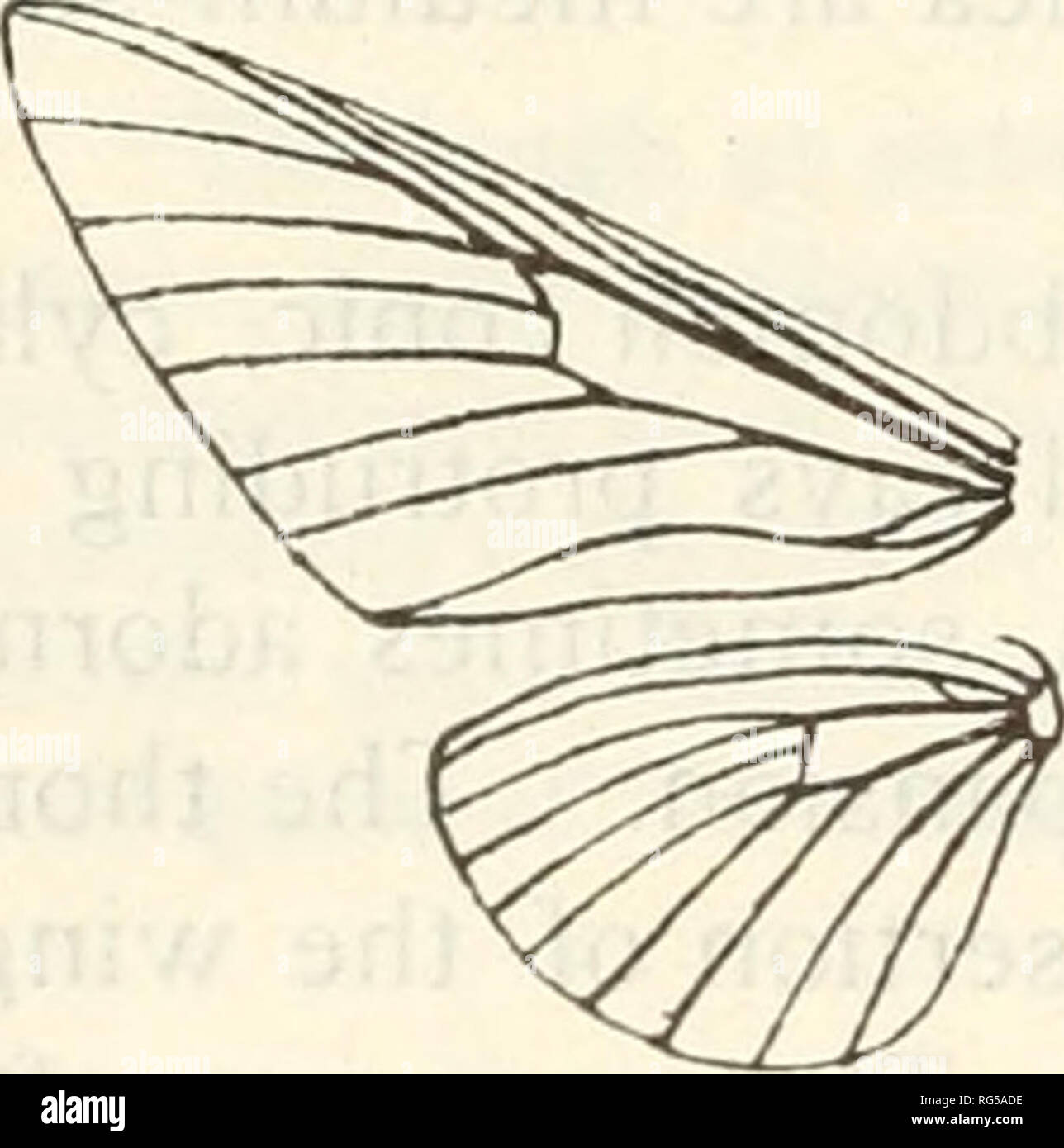 . The butterfly book; a popular guide to a knowledge of the butterflies ...