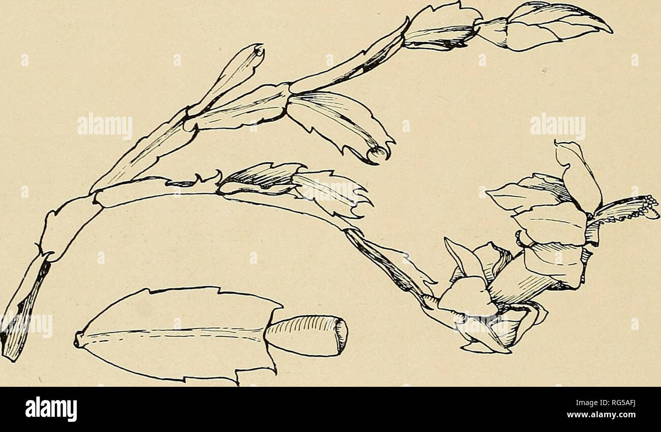 . The Cactaceae : descriptions and illustrations of plants of the ...