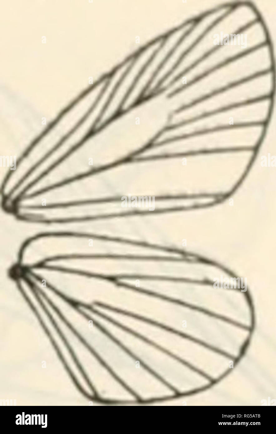 . The butterfly book; a popular guide to a knowledge of the butterflies ...