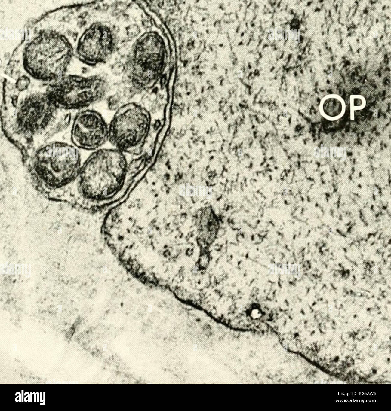 . Calcified tissues; proceedings. Bone; Collagen; Calcification ...