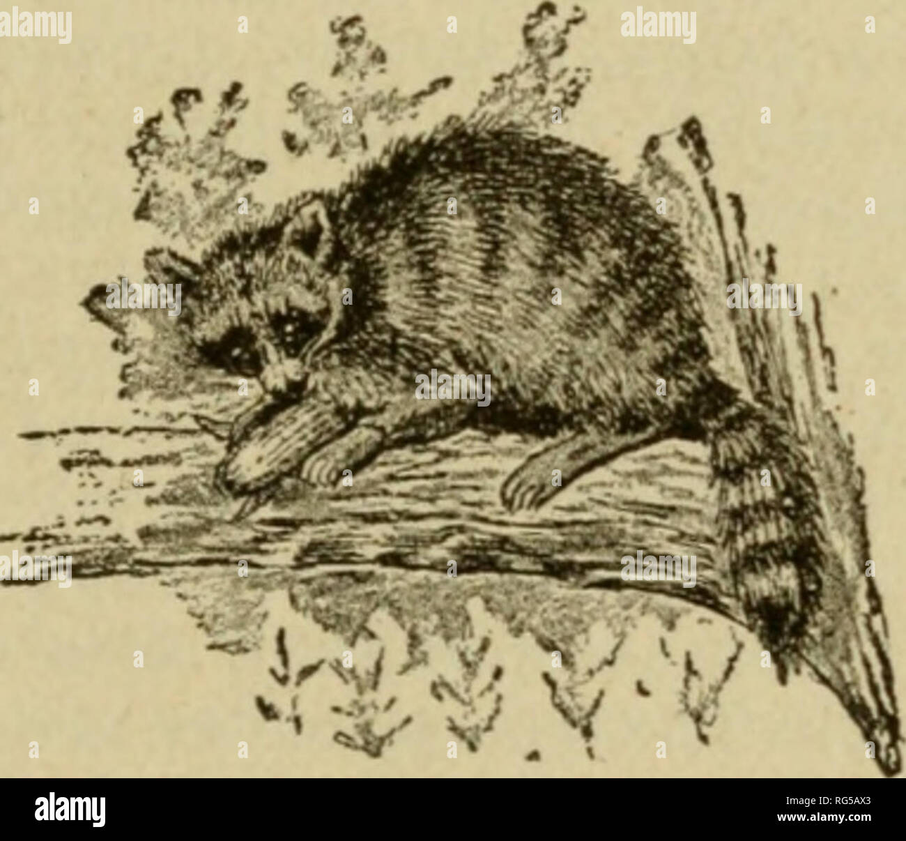 . Buzzacott's masterpiece;. Hunting; Camping; Trapping. [from old ...