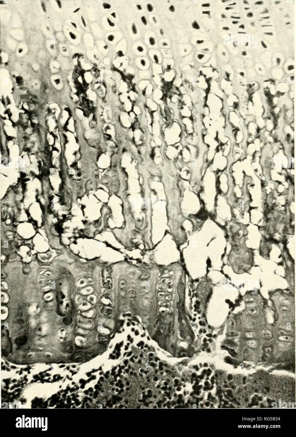 . Calcified tissues; proceedings. Bone; Collagen; Calcification. Fig. 2 ...
