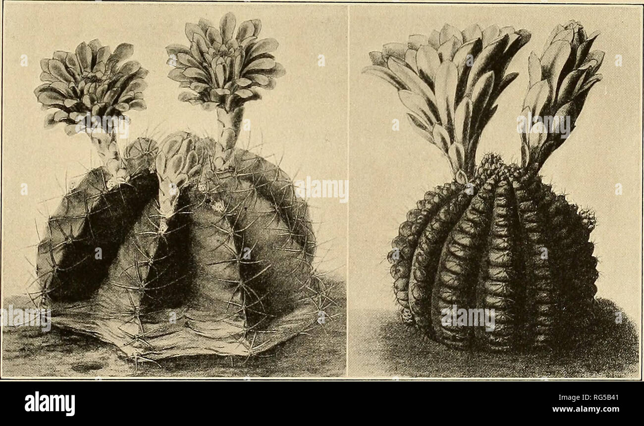 Black chin cactus hi-res stock photography and images - Alamy