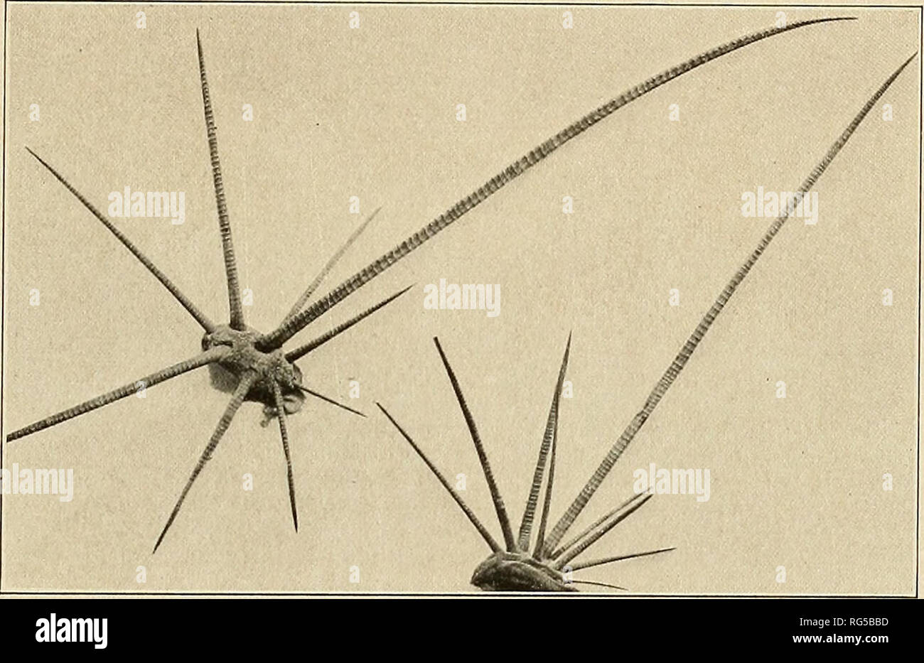 . The Cactaceae : descriptions and illustrations of plants of the ...