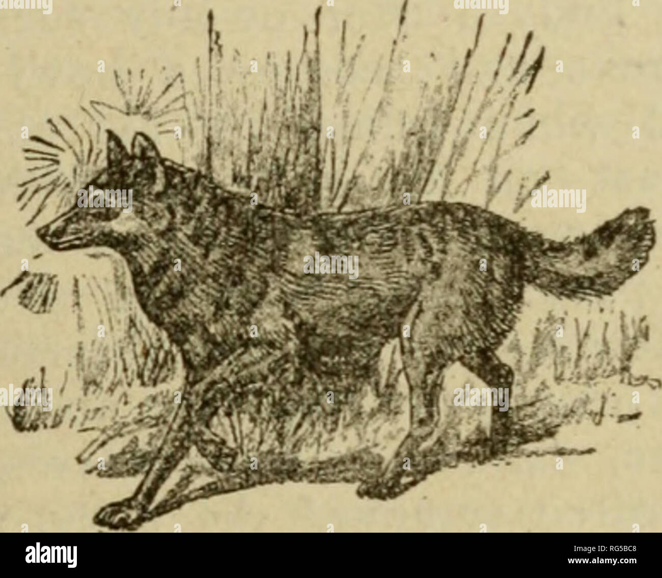 Wolf hunting sheep hi-res stock photography and images - Alamy