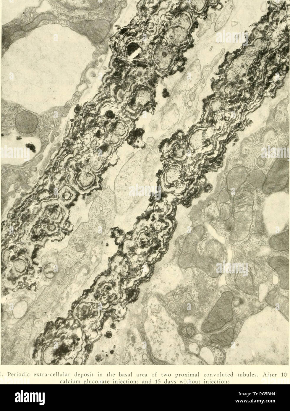 . Calcified tissues; proceedings. Bone; Collagen; Calcification. 164 A ...