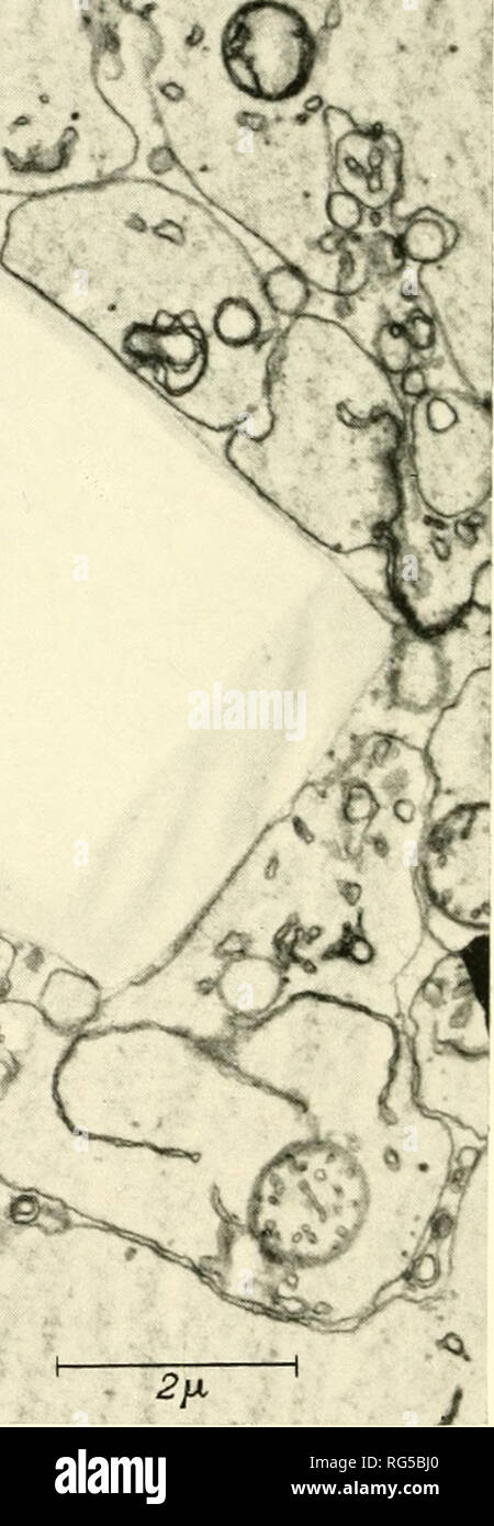 . Calcified tissues; proceedings. Bone; Collagen; Calcification. N â i ...