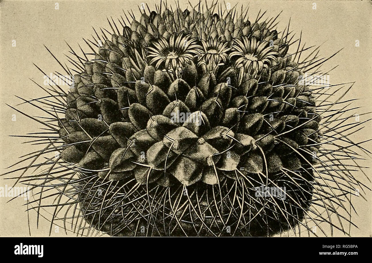 . The Cactaceae : descriptions and illustrations of plants of the ...