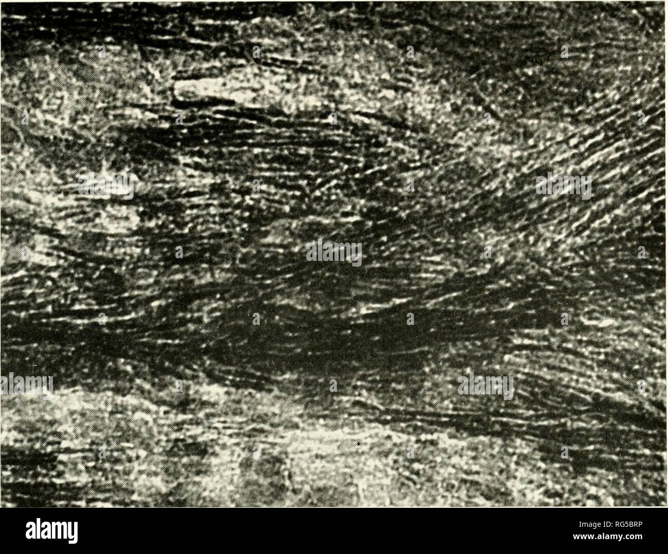 . Calcified tissues; proceedings. Bone; Collagen; Calcification. The ...