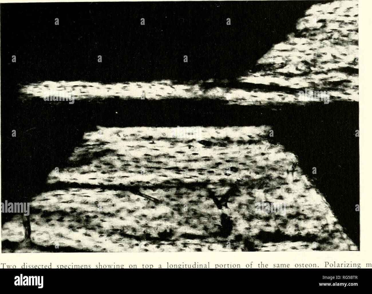 . Calcified tissues; proceedings. Bone; Collagen; Calcification. The ...