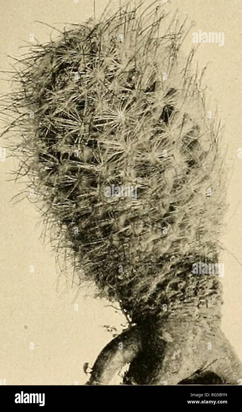 . The Cactaceae : descriptions and illustrations of plants of the ...