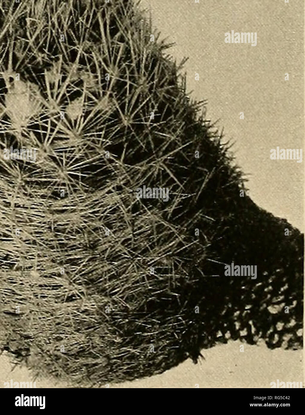 Light pink radials hi-res stock photography and images - Alamy