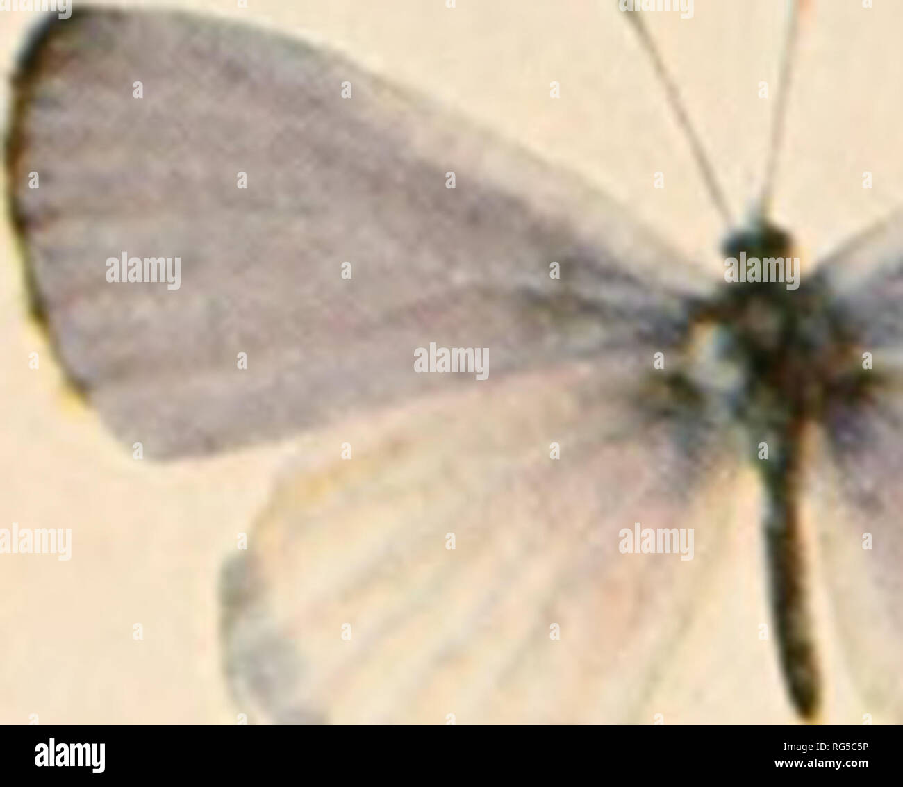 . The butterfly book; a popular guide to a knowledge of the butterflies ...