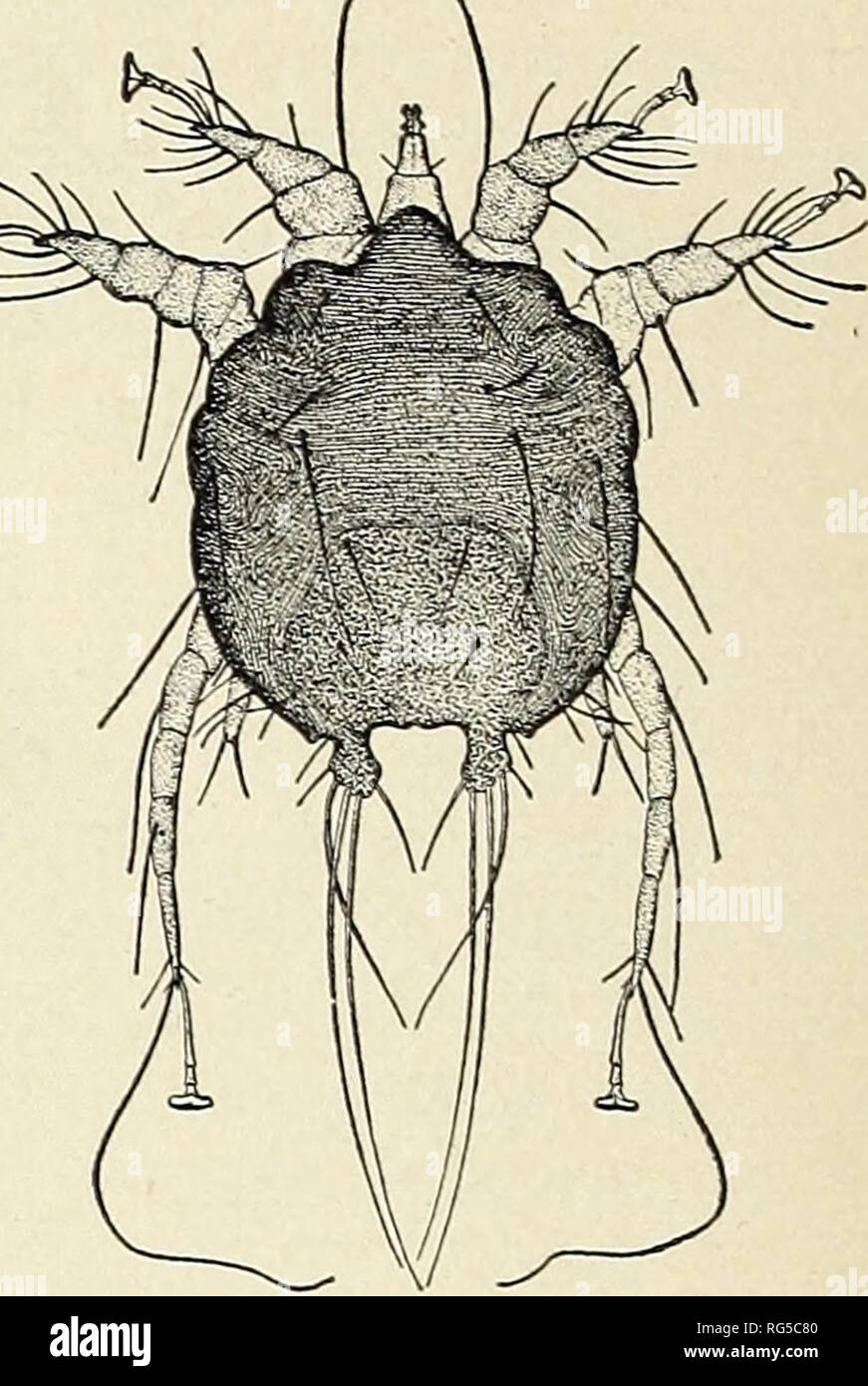 Safety measures sheep hi-res stock photography and images - Alamy