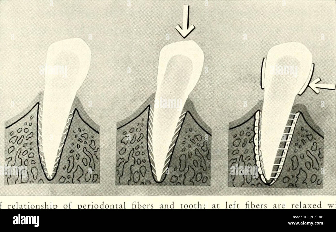. Calcified tissues; proceedings. Bone; Collagen; Calcification ...