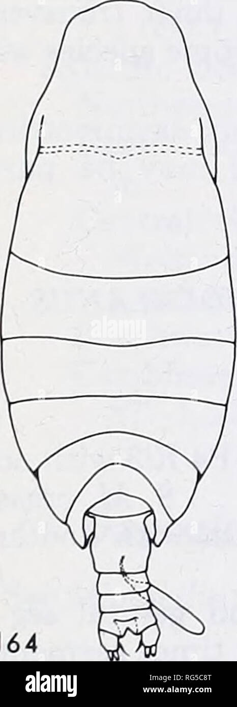 Prosome hi-res stock photography and images - Alamy