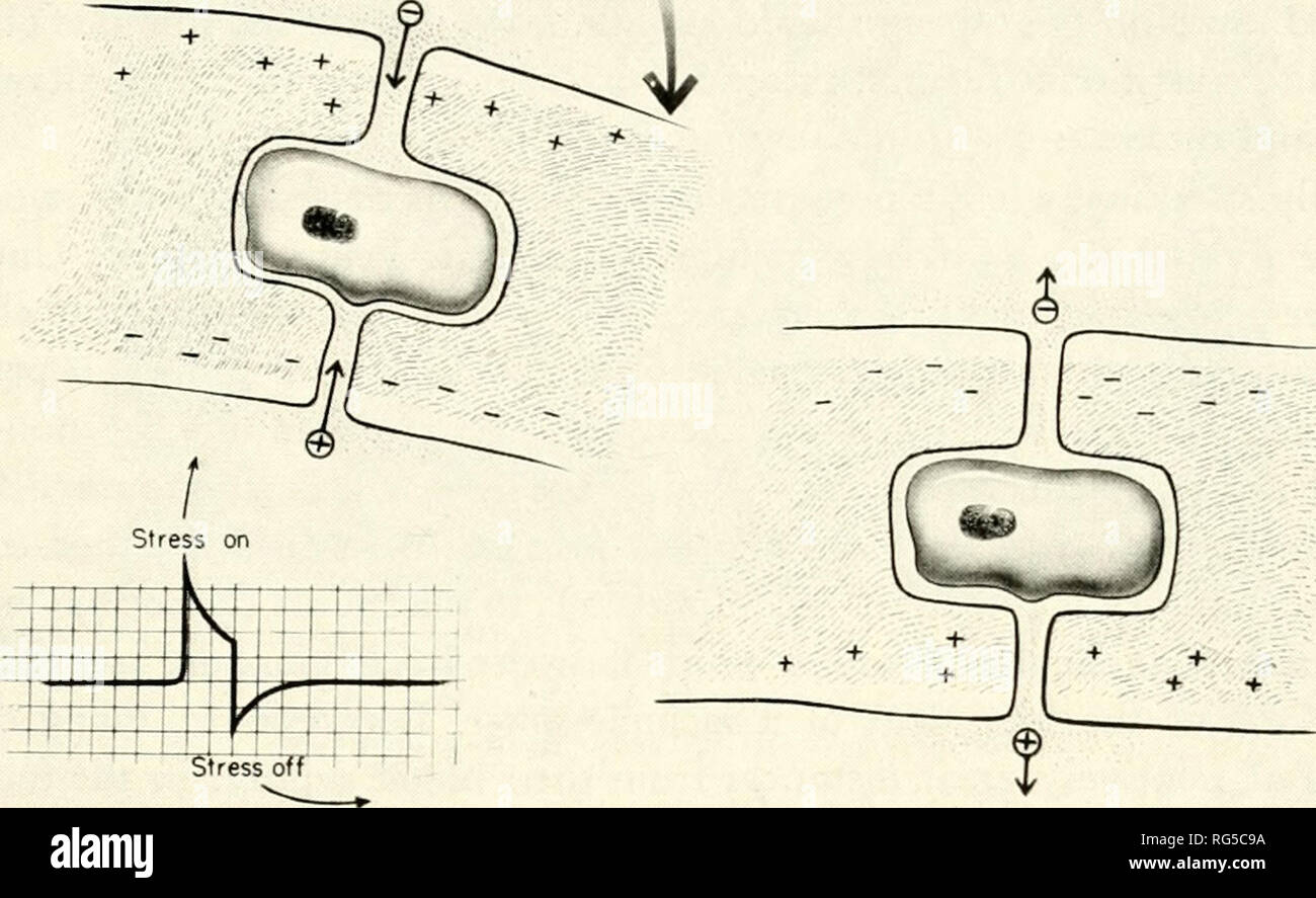 . Calcified tissues; proceedings. Bone; Collagen; Calcification ...