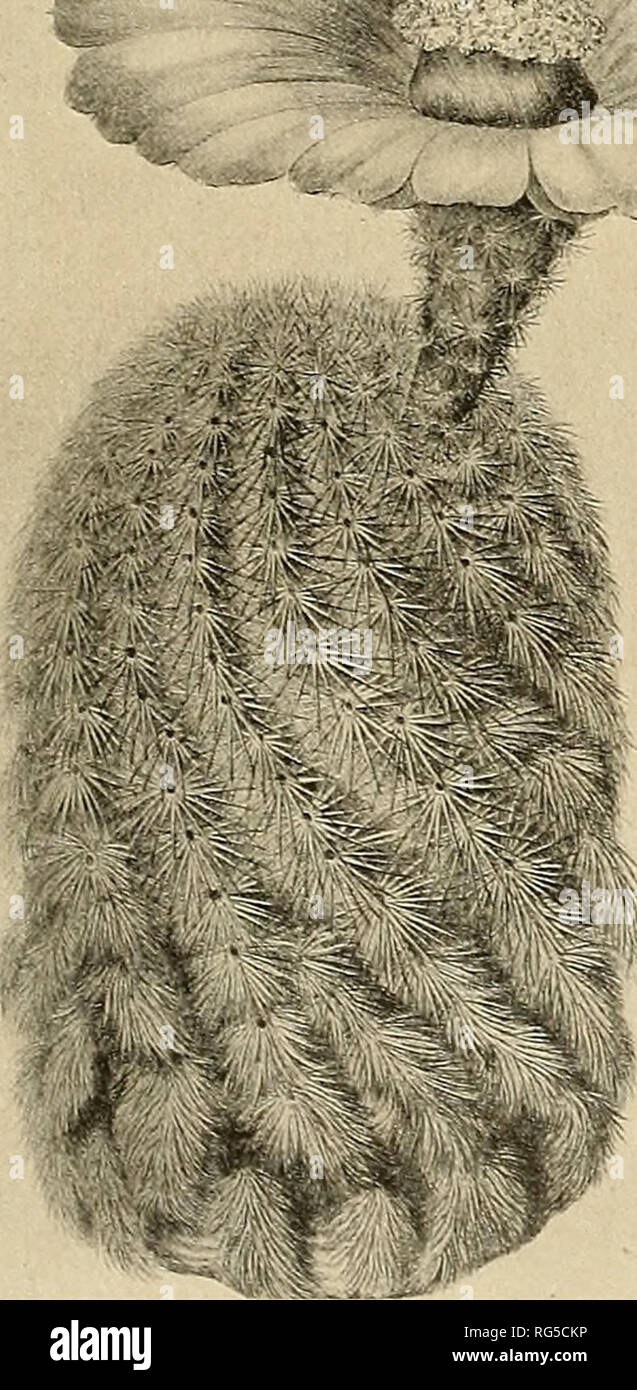 Red tubercled hi-res stock photography and images - Alamy