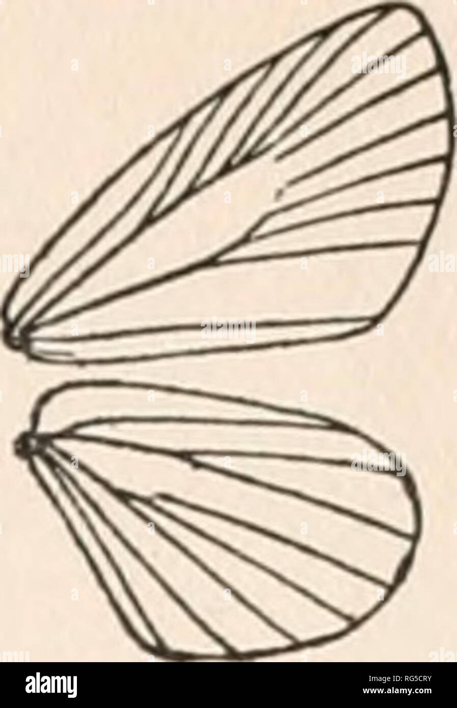 . The butterfly book; a popular guide to a knowledge of the butterflies ...