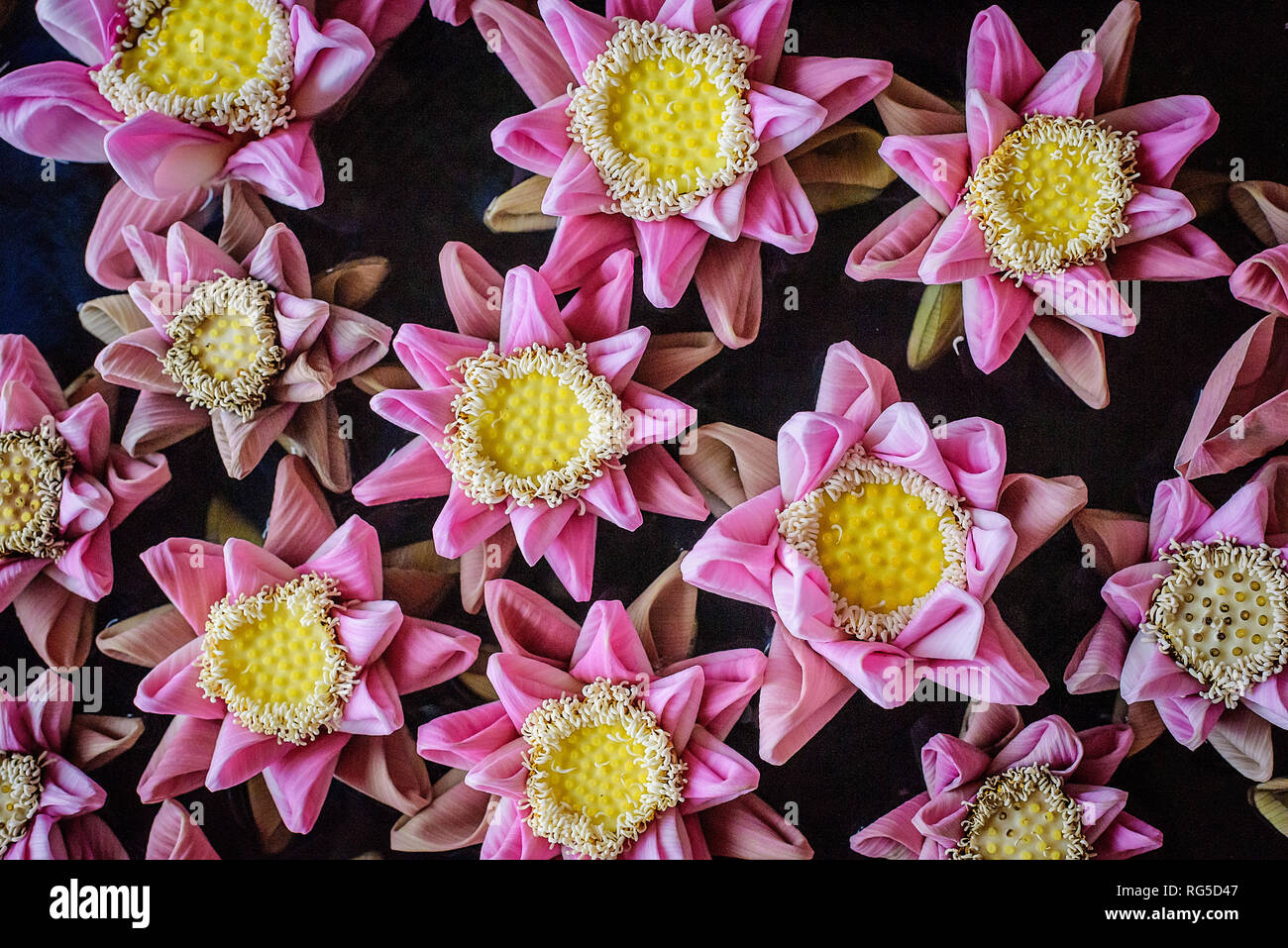 Red orange lotus flowers lotus hi-res stock photography and images - Alamy