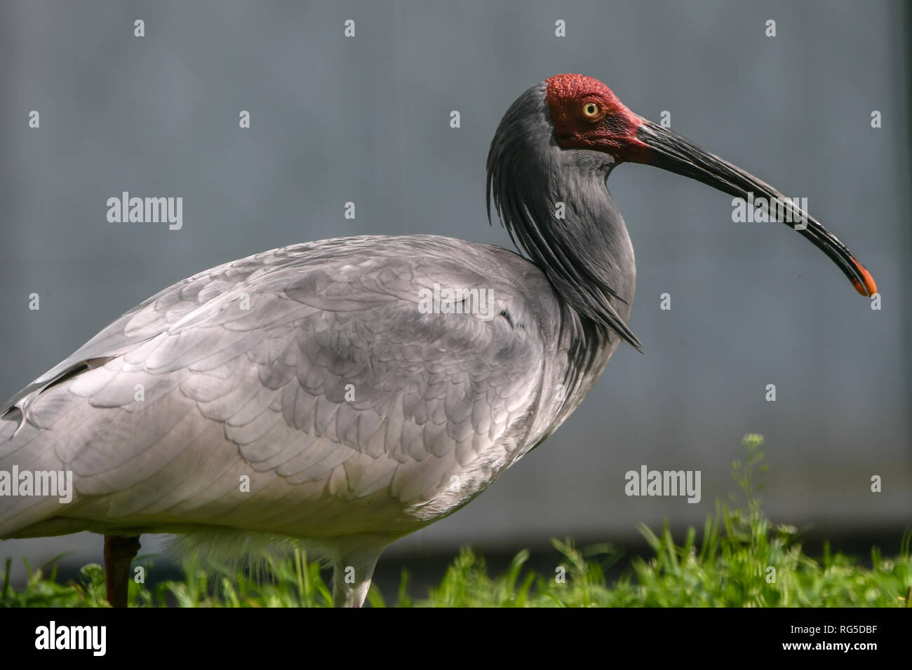 Asian crested ibis hi-res stock photography and images - Alamy