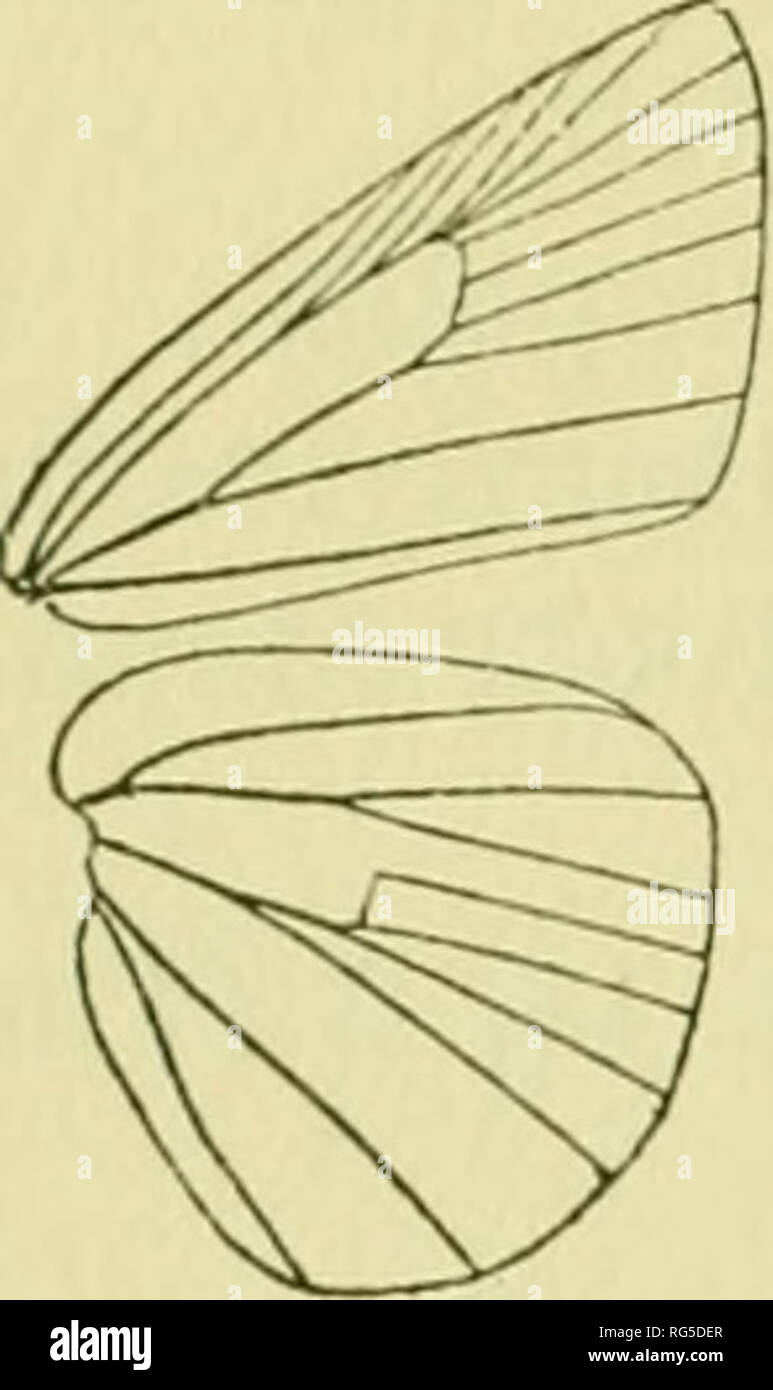 Bluntly pointed wings hi-res stock photography and images - Alamy