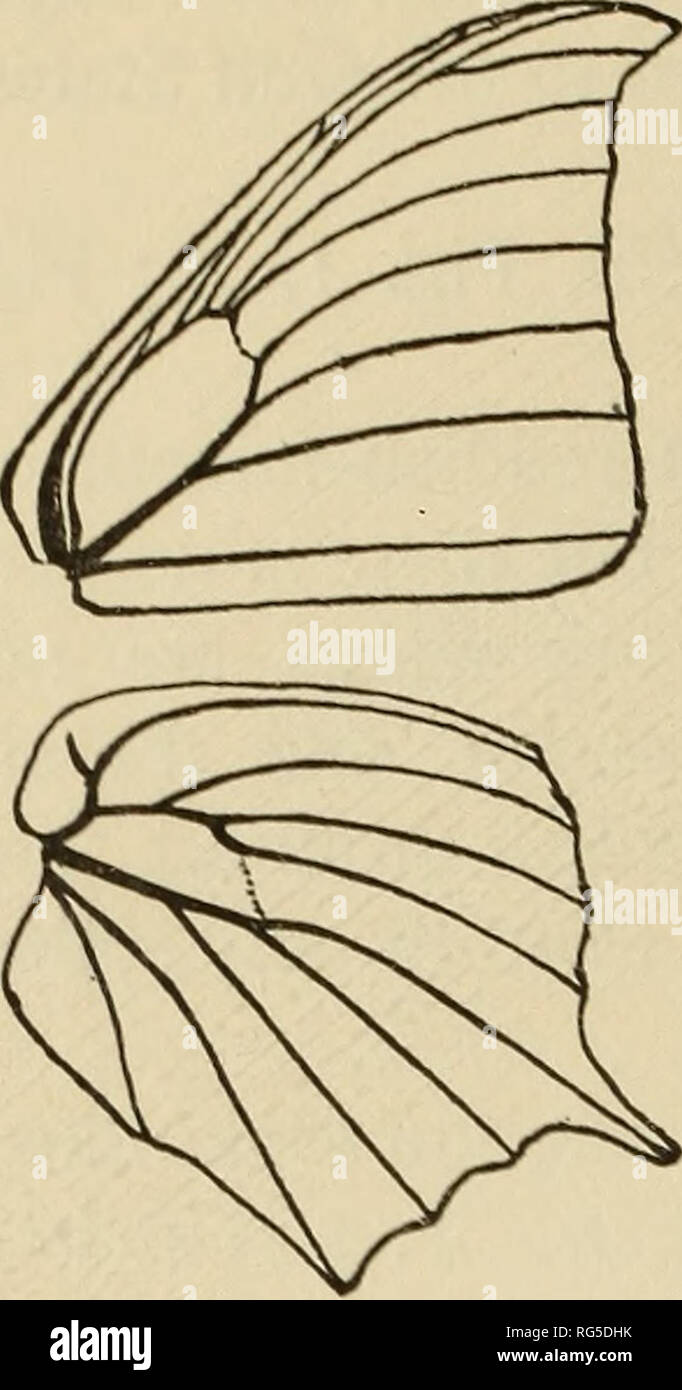 . The butterfly book;. Butterflies. Genus Pyrrhanaea Caterpillar.— Head ...