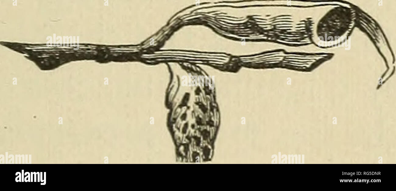 . The butterfly book;. Butterflies. Genus Basilarchia The caterpillars ...
