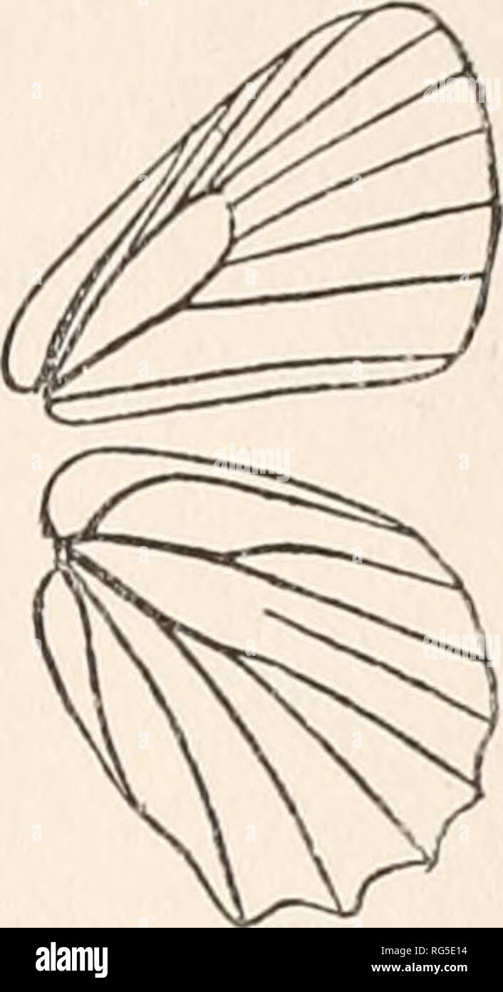 . The butterfly book; a popular guide to a knowledge of the butterflies ...