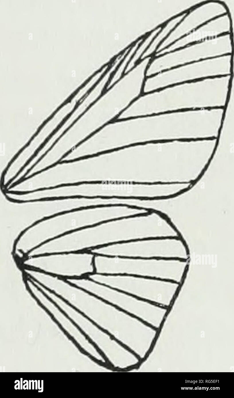 Bluntly pointed wings hi-res stock photography and images - Alamy