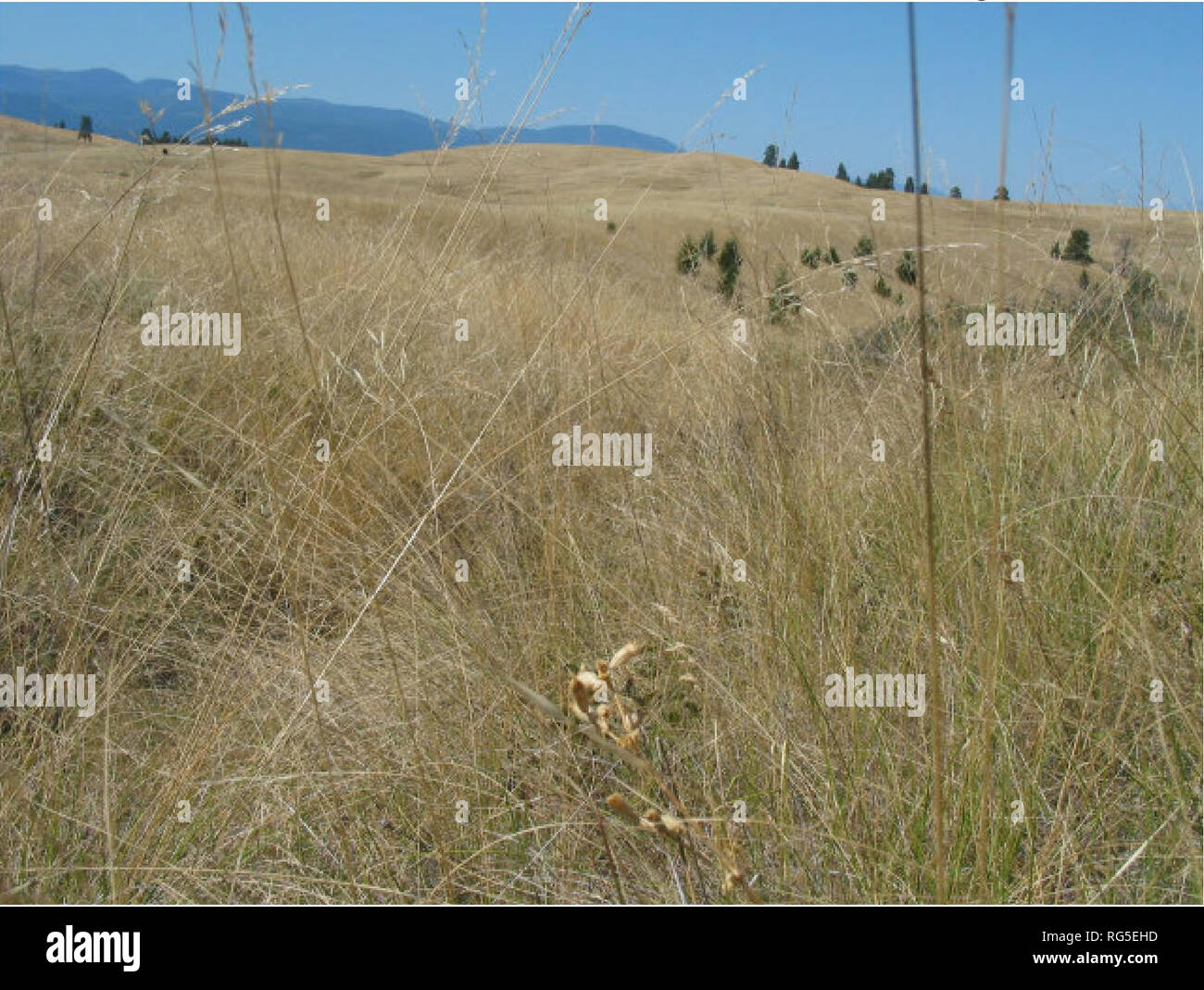 Lithospermum Species High Resolution Stock Photography and Images - Alamy