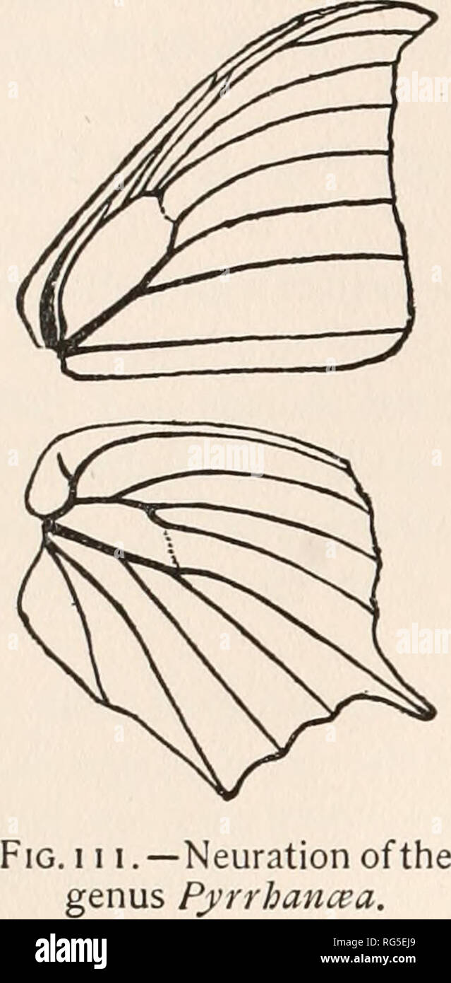 . The butterfly book; a popular guide to a knowledge of the butterflies ...