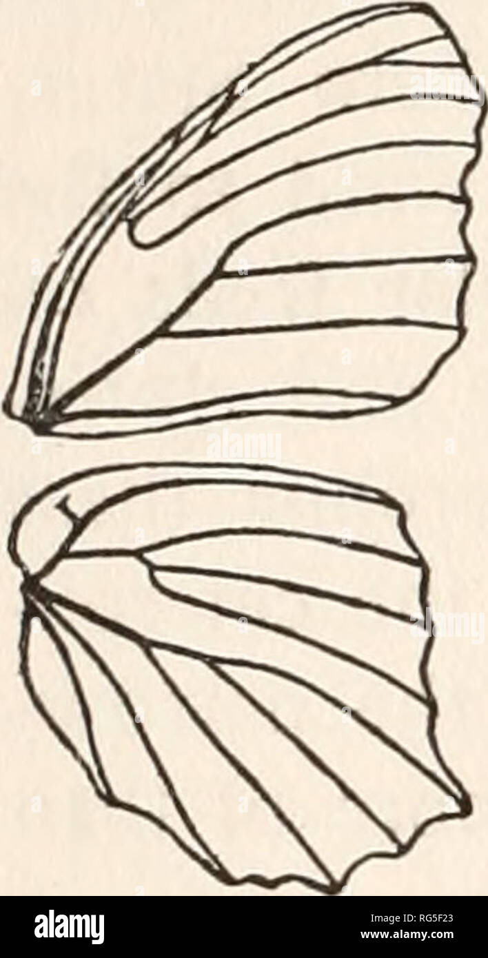 Junonia genus hi-res stock photography and images - Alamy