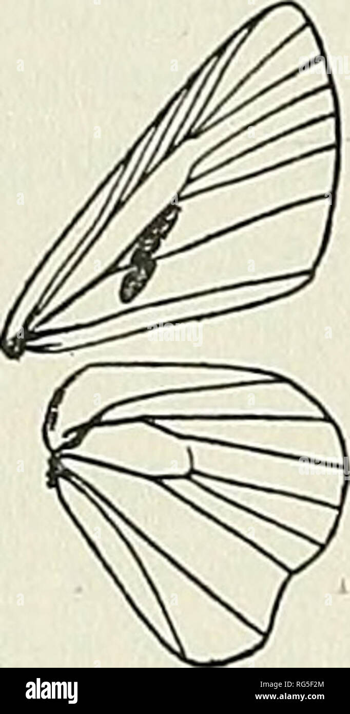 . The butterfly book; a popular guide to a knowledge of the butterflies ...