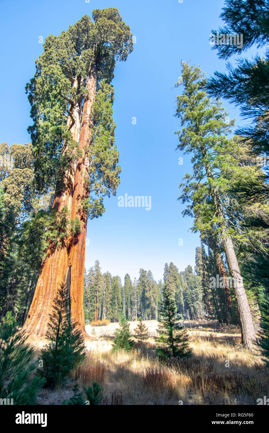 Sequioa tree hi-res stock photography and images - Alamy